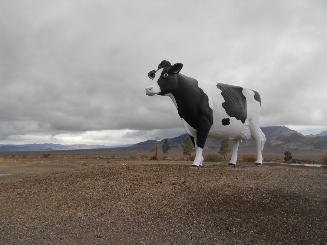 The Mooving Story Of The Giant Cow Near Death Valley | I Love The ...